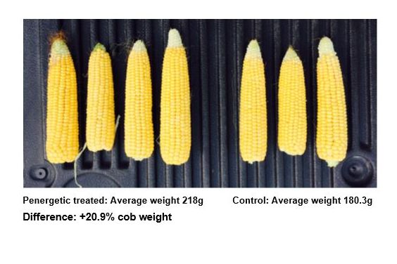 Better corn yield in Canada | Penergetic Int. AG