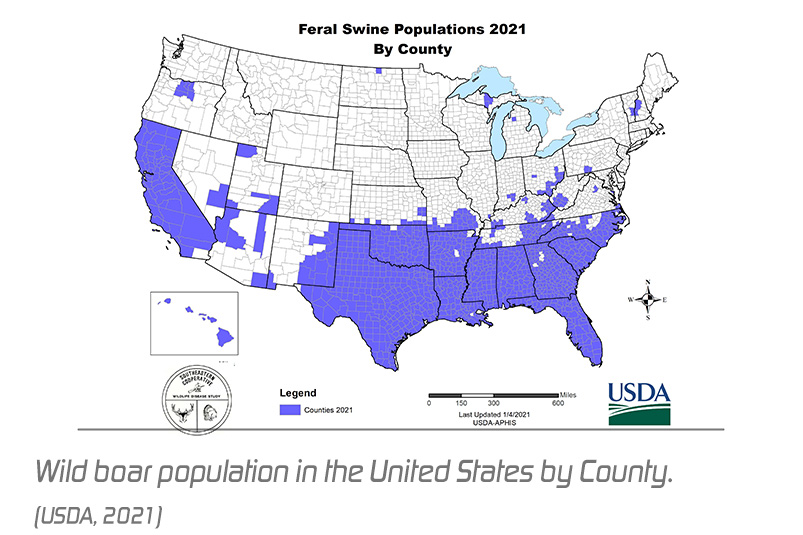 Wild boar and the damage they cause in agriculture | Penergetic Int. AG