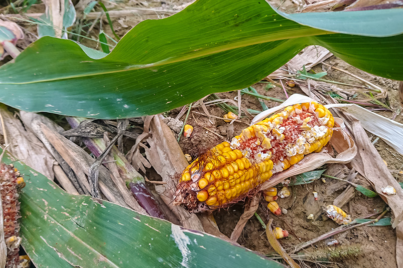 Wild boar and the damage they cause in agriculture | Penergetic Int. AG