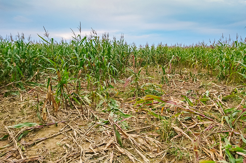 Wild boar and the damage they cause in agriculture | Penergetic Int. AG