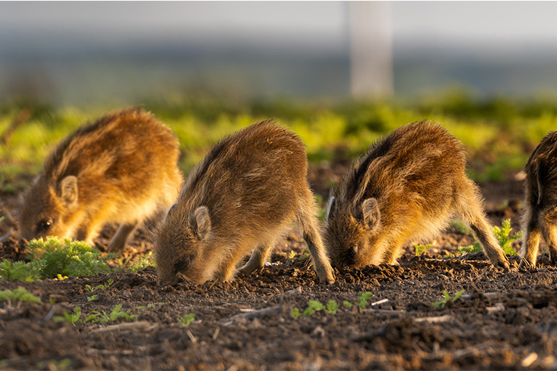 Wild boar and the damage they cause in agriculture | Penergetic Int. AG