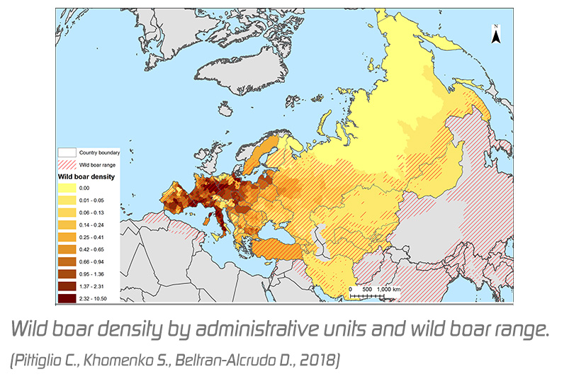 Wild boar and the damage they cause in agriculture | Penergetic Int. AG